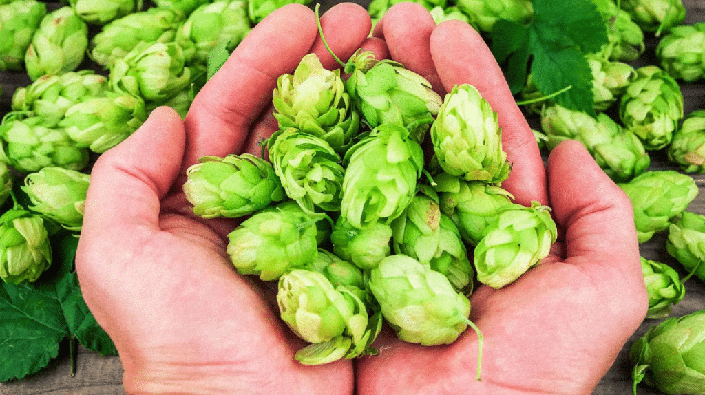 Le houblon pour la bière ? Oui, mais pas que ! - Apéritissimo - octobre 2025